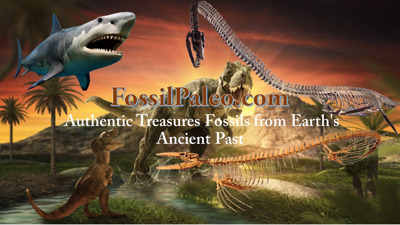 carinodens belgicus teeth | FossilPaleo