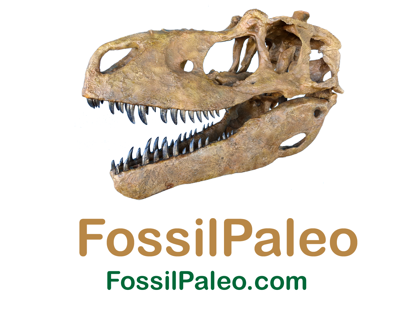 Ammonite Fossil Collection | Original Fossils for Sale