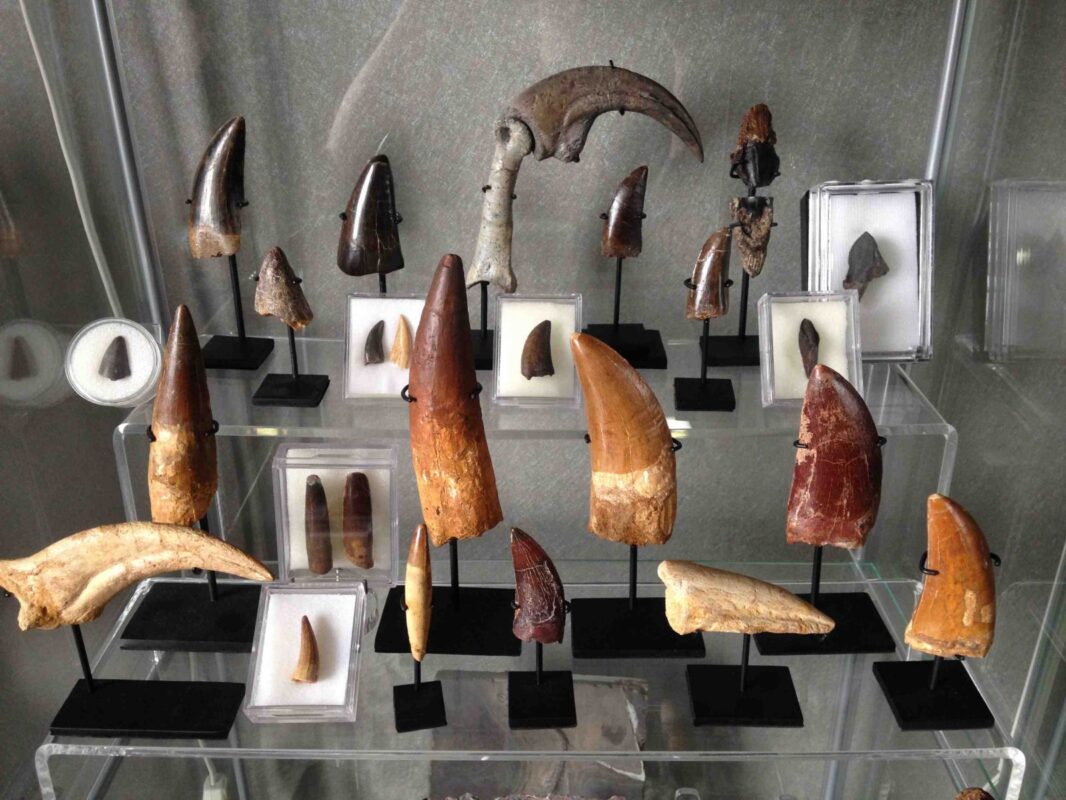 Collections Fossils | FossilPaleo