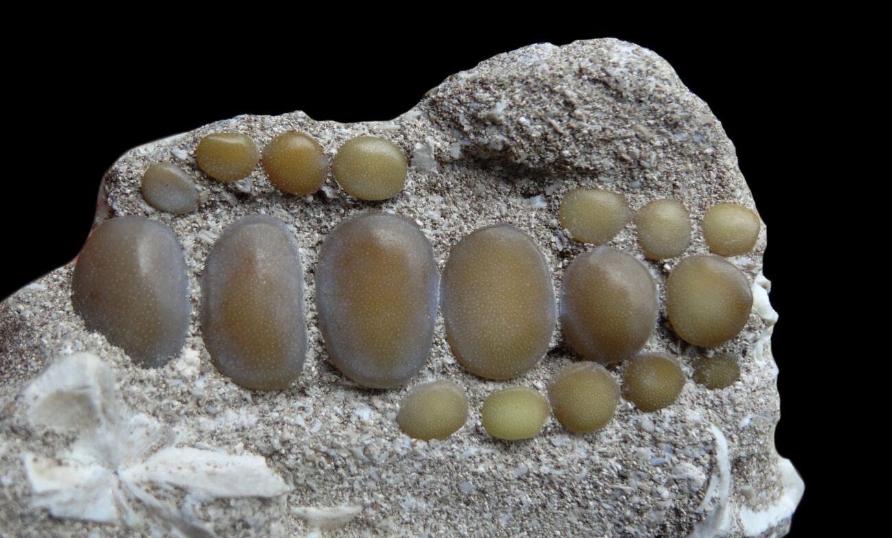 Phacodus Punctatus fossils | FossilPaleo