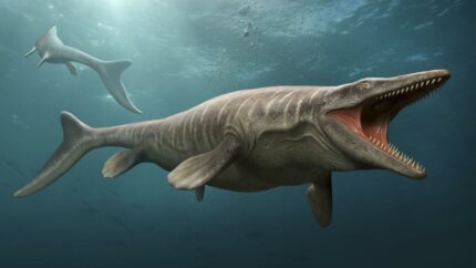 Thalassotitan Atrox Teeth | FossilPaleo