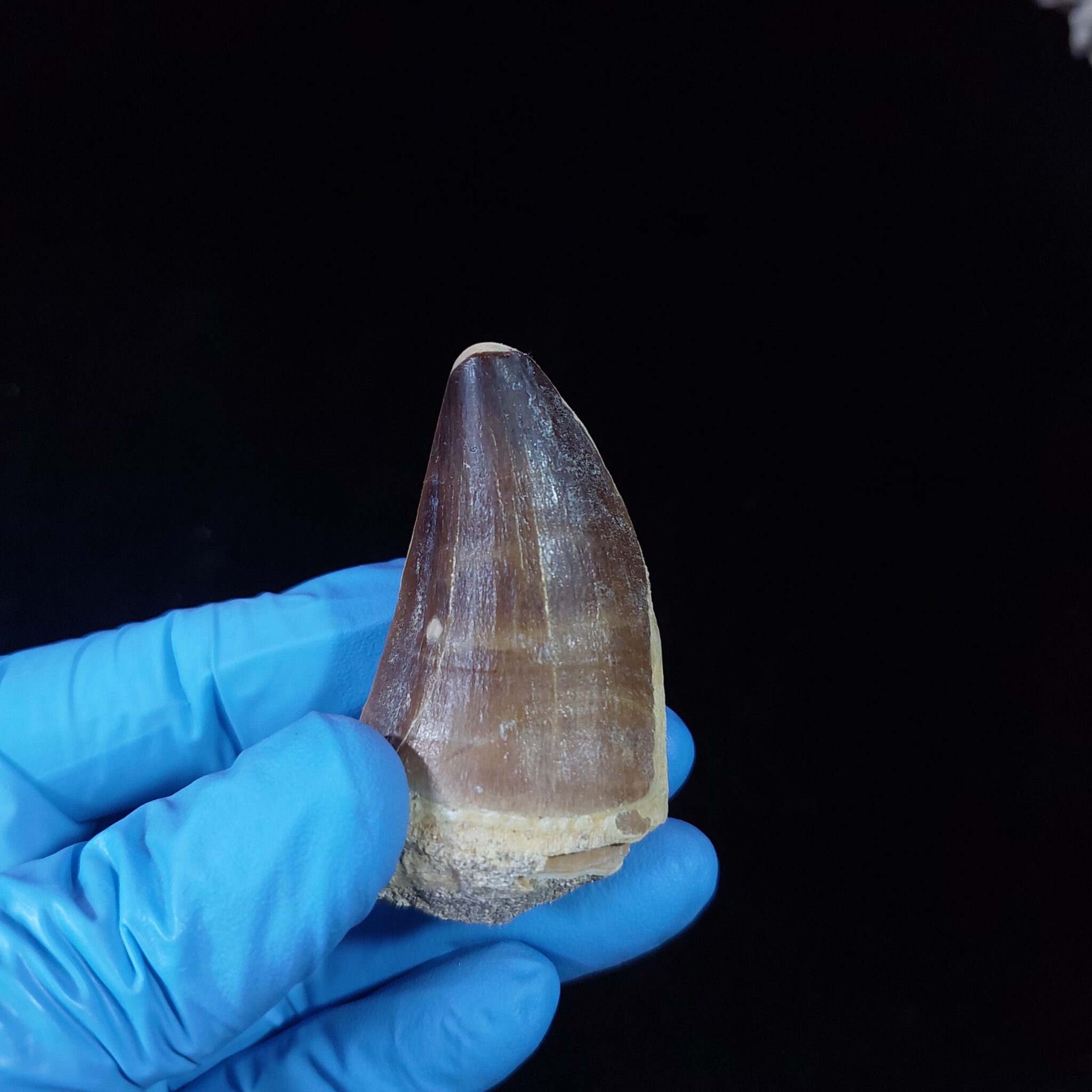 2.3" Rare Mosasaur Tooth Fossil - Ideal for Paleo Enthusiasts | FossilPaleo