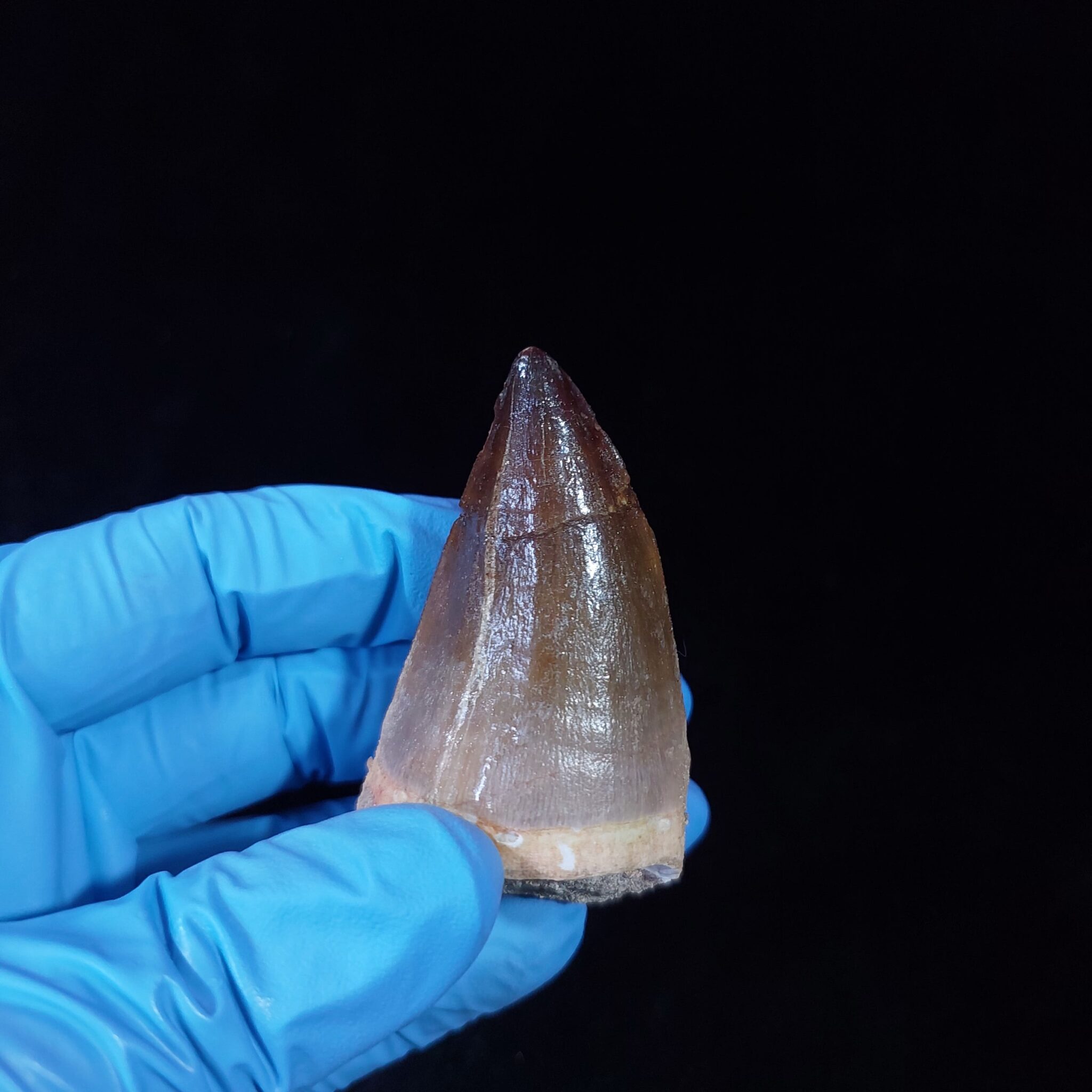 Museum Quality Mosasaurus Skull 47 inches Original Fossil | FossilPaleo