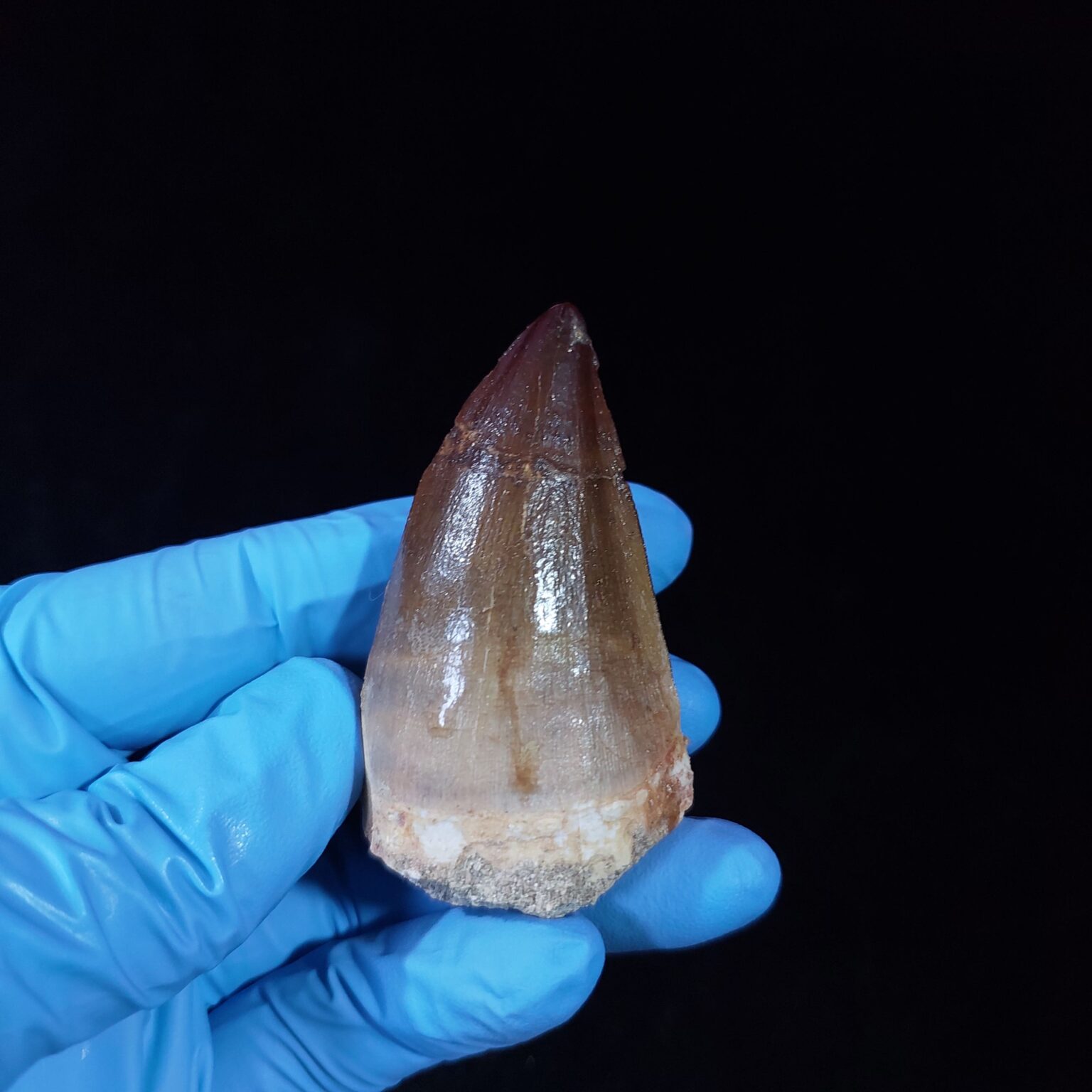 Incredible Baby Mosasaur Skull paleontology fossils jurassic world ...