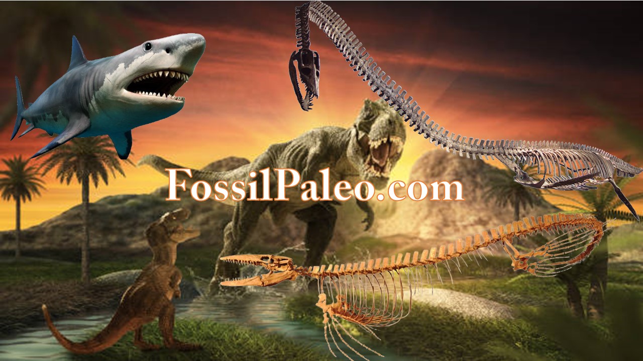 Terms Of Service | Original Fossils for Sale