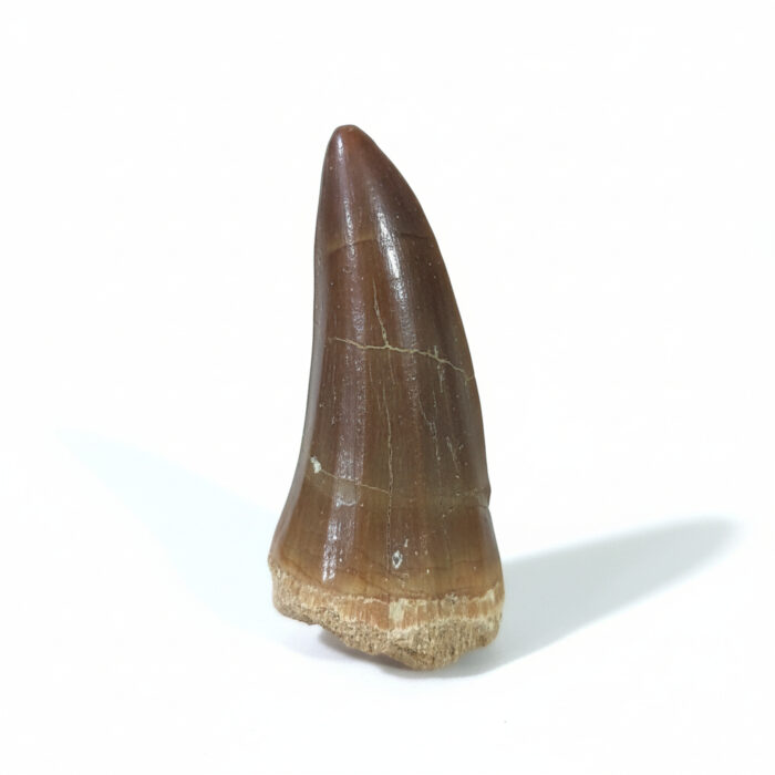 2.36" Prehistoric Tylosaurus Tooth Hainosaurus Fossil Dinosaur Era ...