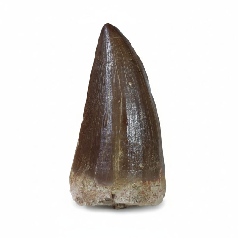 2.36" Prehistoric Tylosaurus Tooth Hainosaurus Fossil Dinosaur Era ...
