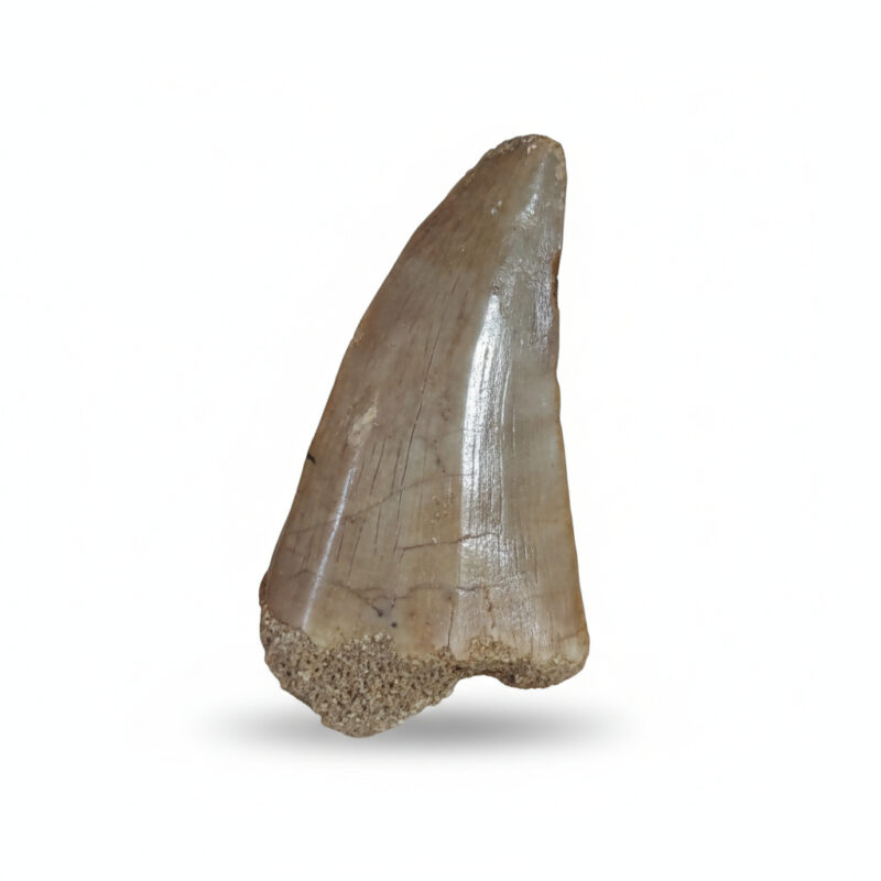1.95" Original Mosasaurus Tooth Fossilized Dinosaur Cretaceous ...