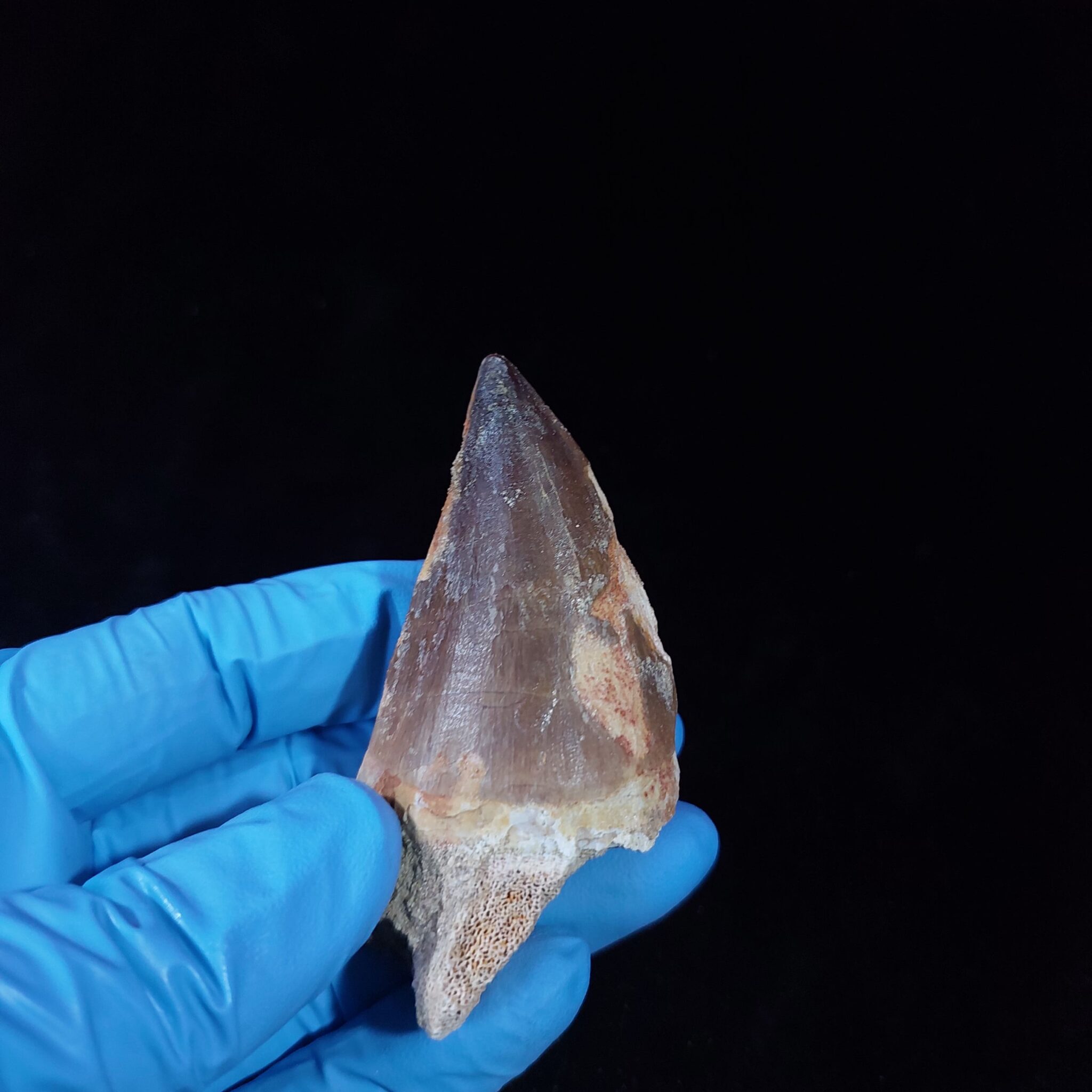 1.9" Deformed Mosasaur Tooth Prognathodon Fossils for sale | FossilPaleo