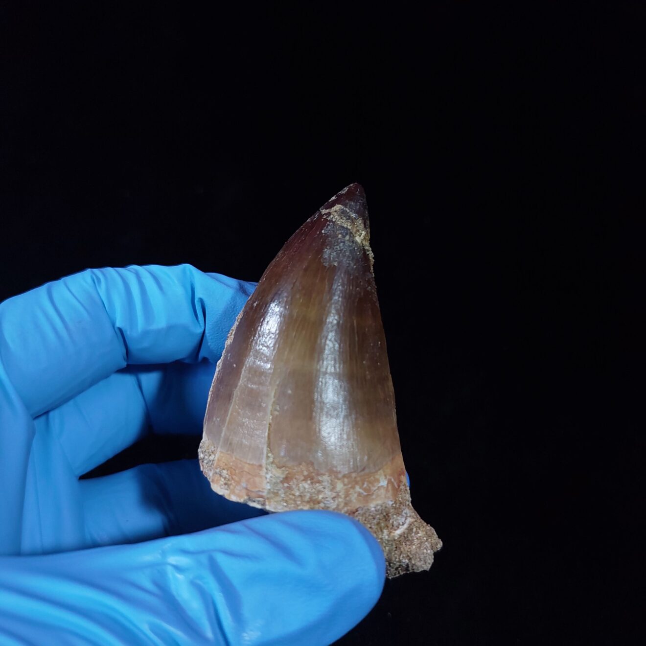 Incredible Baby Mosasaur Skull paleontology fossils jurassic world ...