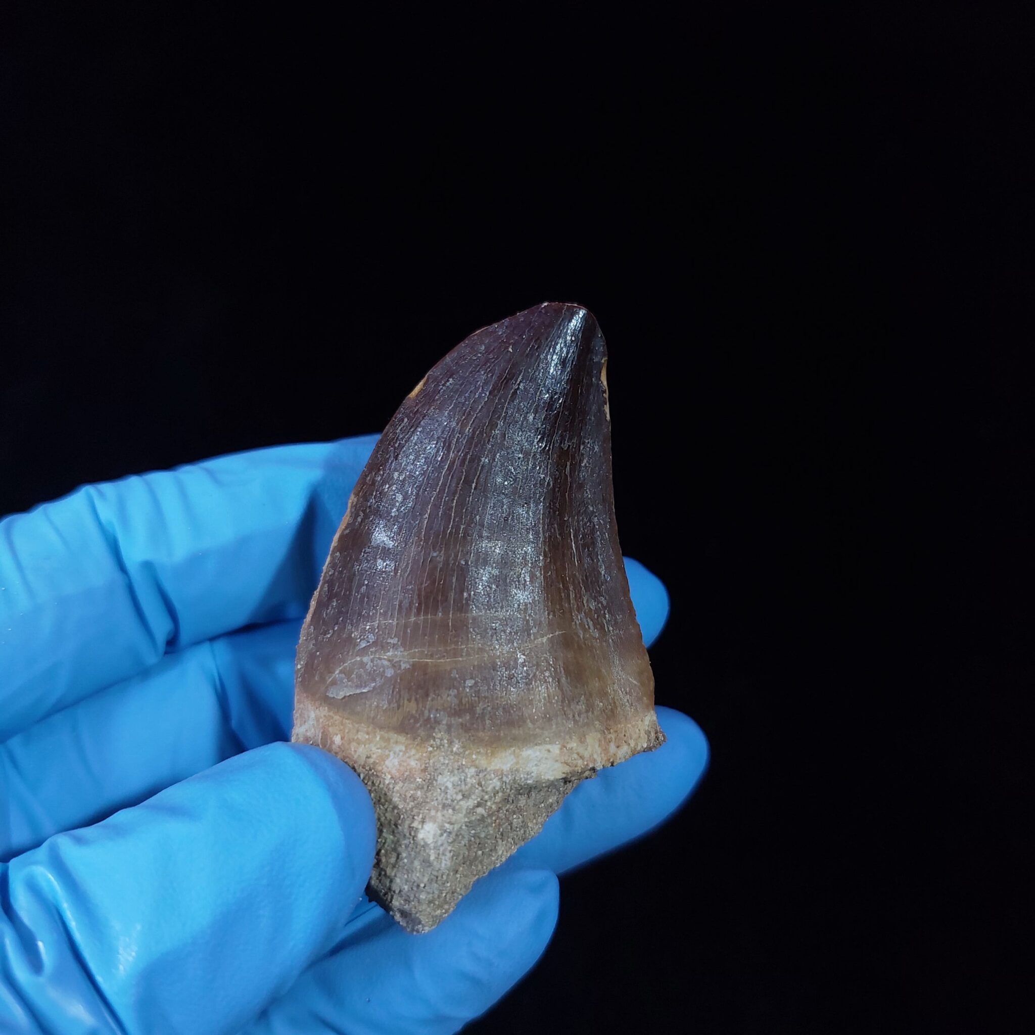 Rare Mosasaur Tooth Species Specific Tylosaurus Fossil | FossilPaleo ...