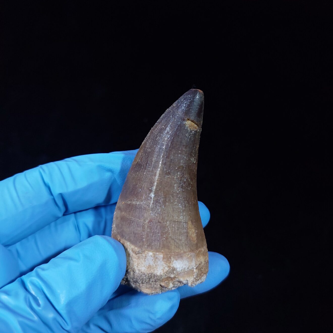 Monster Mosasaur Skeleton museum Quality Fossils Paleontology | FossilPaleo