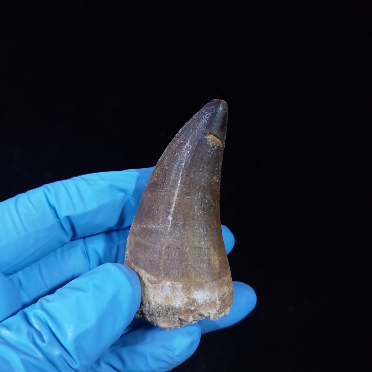 Monster Mosasaur Skeleton museum Quality Fossils Paleontology | FossilPaleo