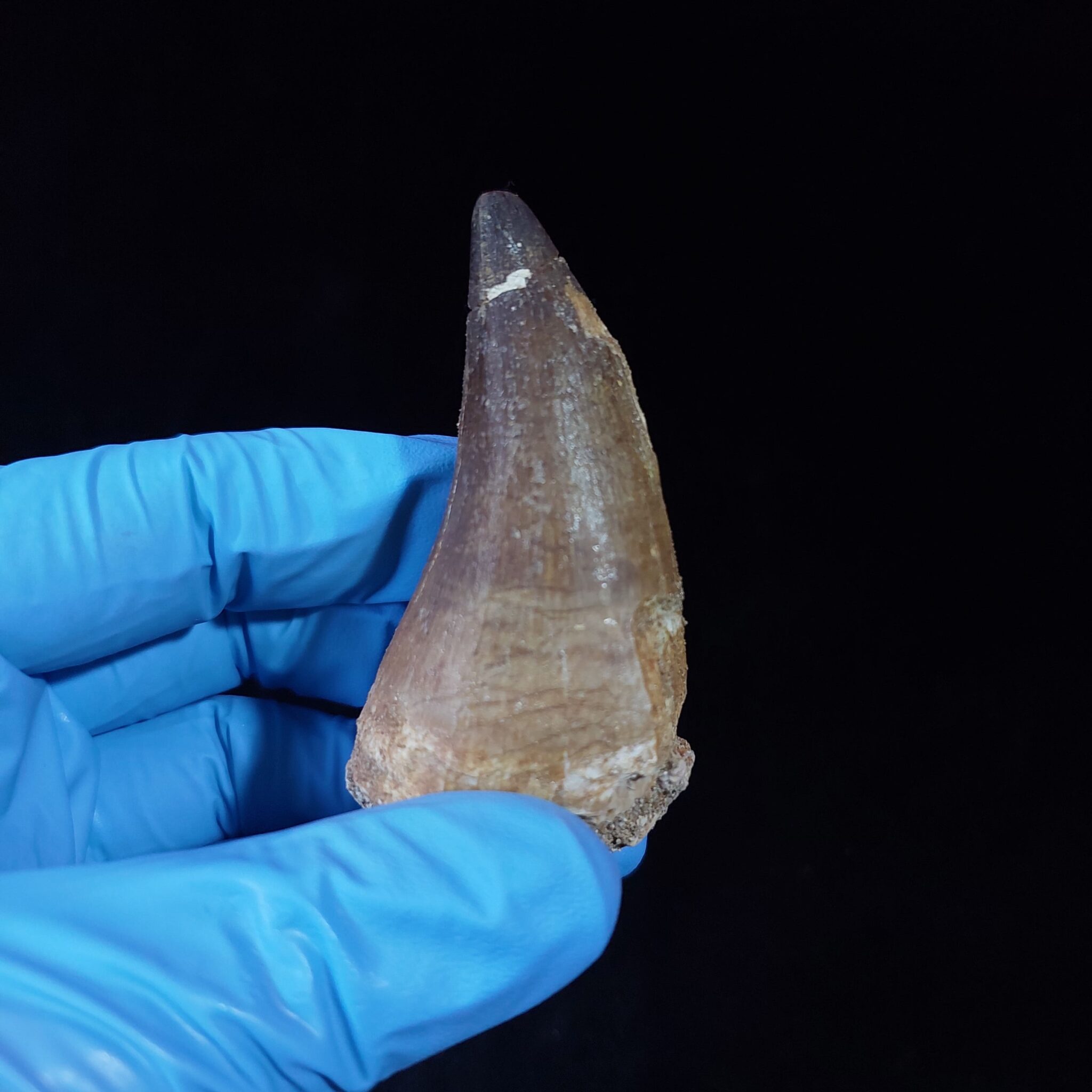 Monster Mosasaur Skeleton museum Quality Fossils Paleontology | FossilPaleo