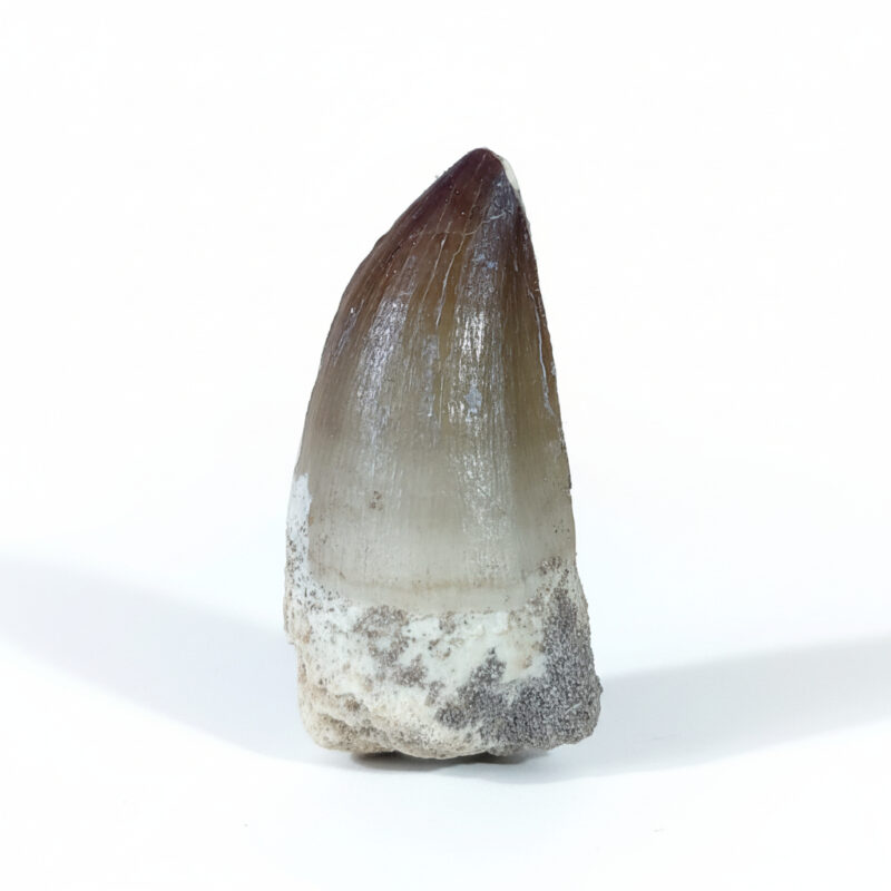2.2" Specimen Fossil Mosasaur tooth reptile fossil dinosaur