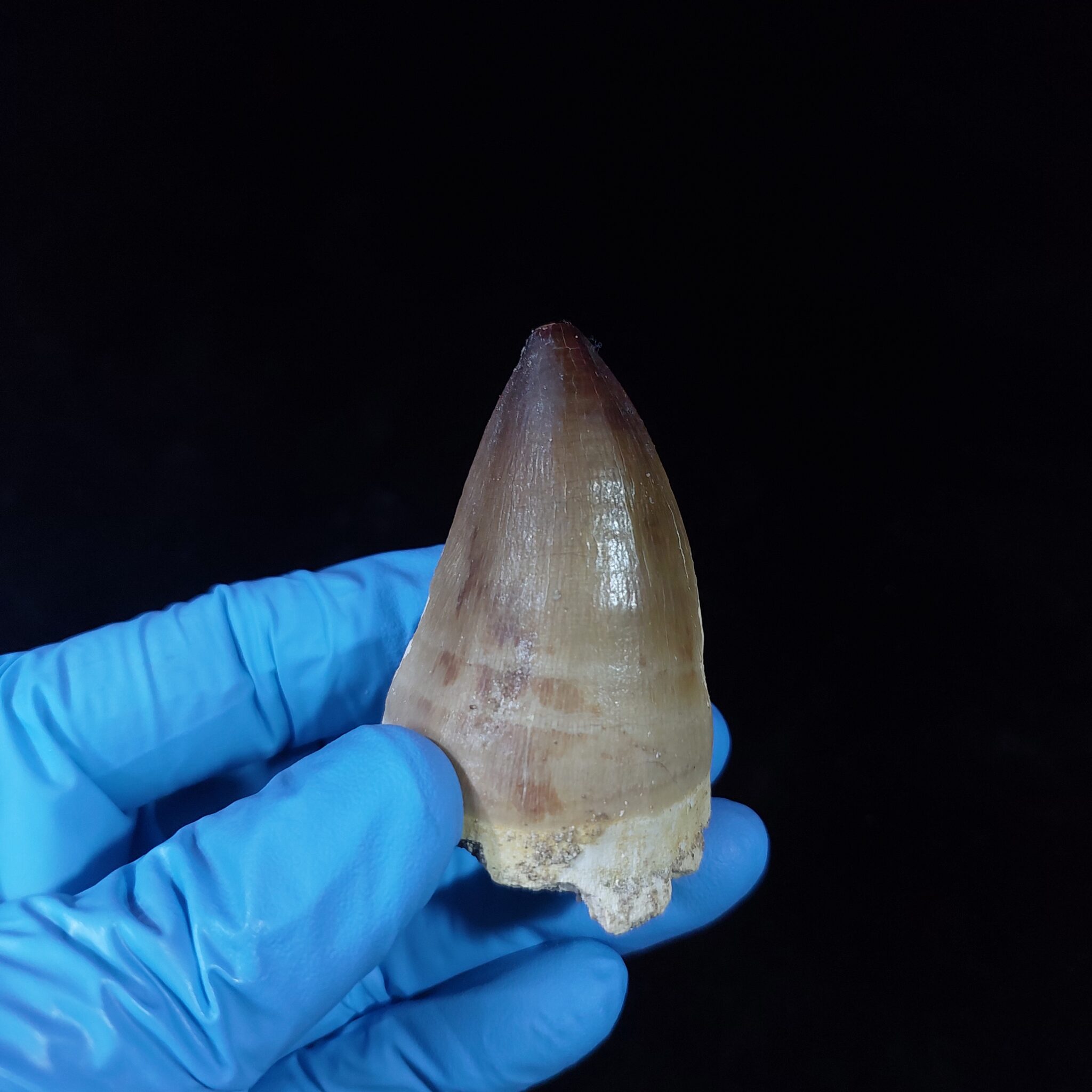 Bulk Fossil HUGE Mosasaur Teeth 2-2.4 inch BEST OFFER | FossilPaleo