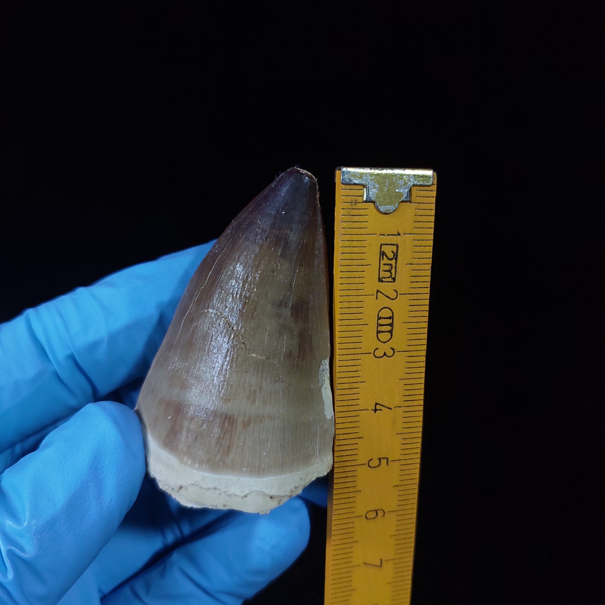 Bulk Fossil HUGE Mosasaur Teeth 2-2.4 inch BEST OFFER | FossilPaleo