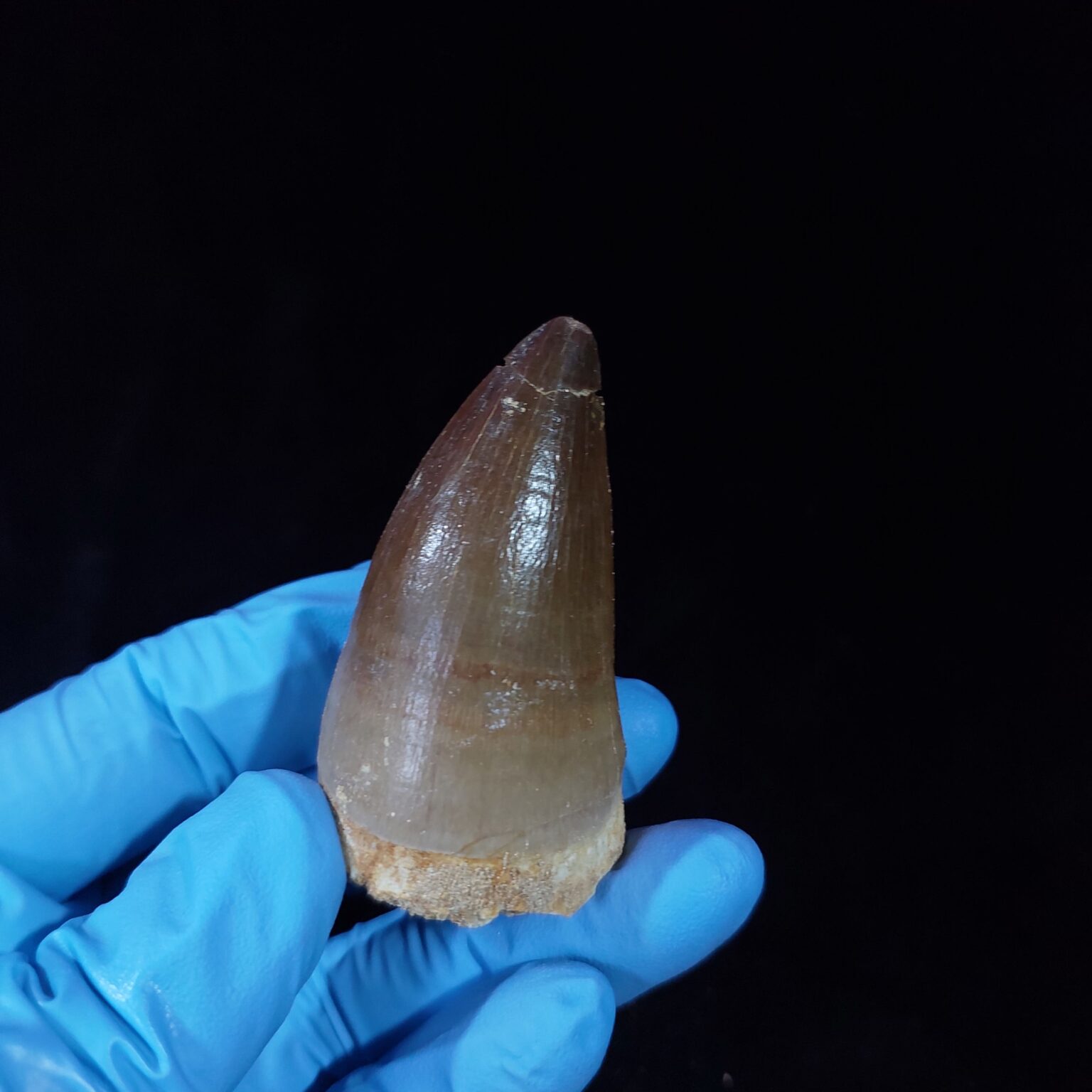 Museum Fossils – Mosasaurus Skull 100 cm | FossilPaleo | FossilPaleo