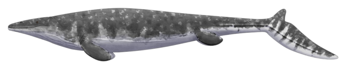 2.3" Top Rare Mosasaurus Hoffmanni Tooth original Fossilized | FossilPaleo