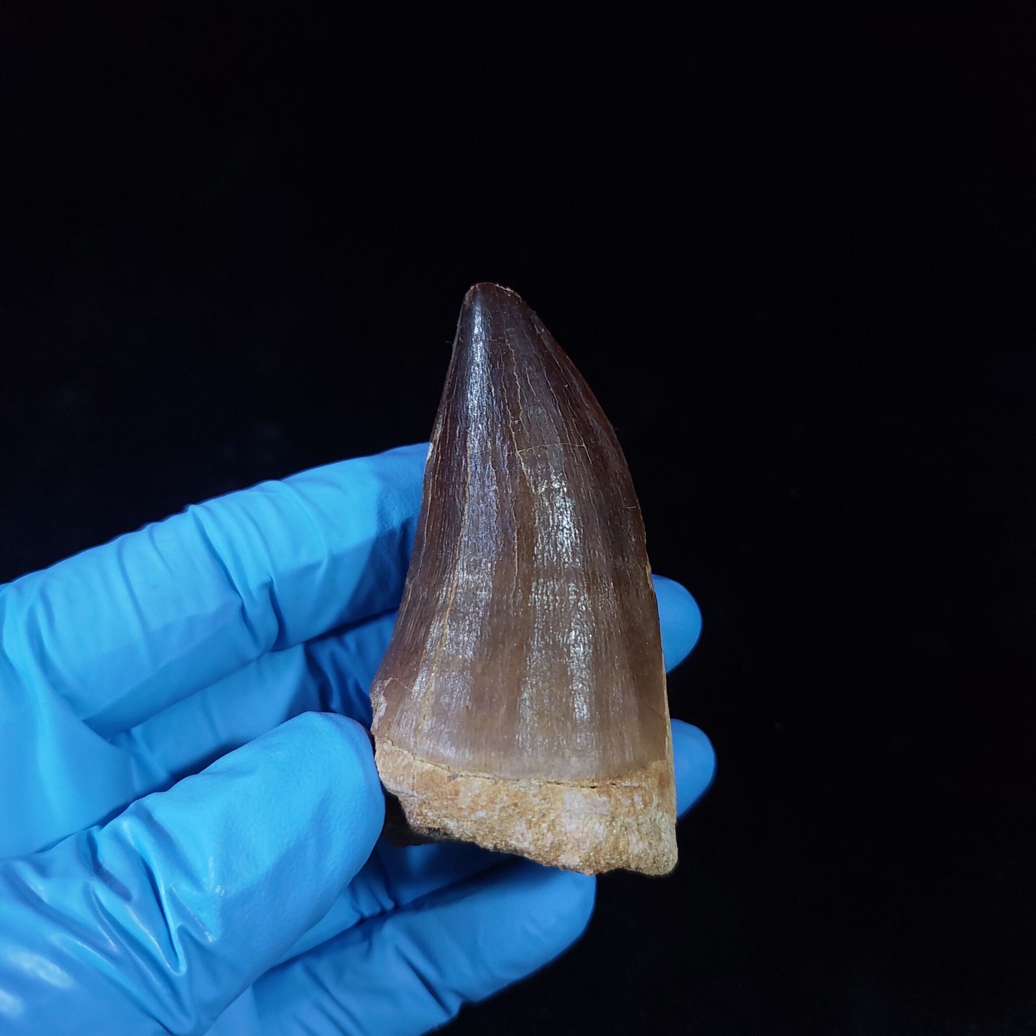 Huge Mosasaurus Skull Fossil – 32″ Museum-Quality Cretaceous Specimen ...