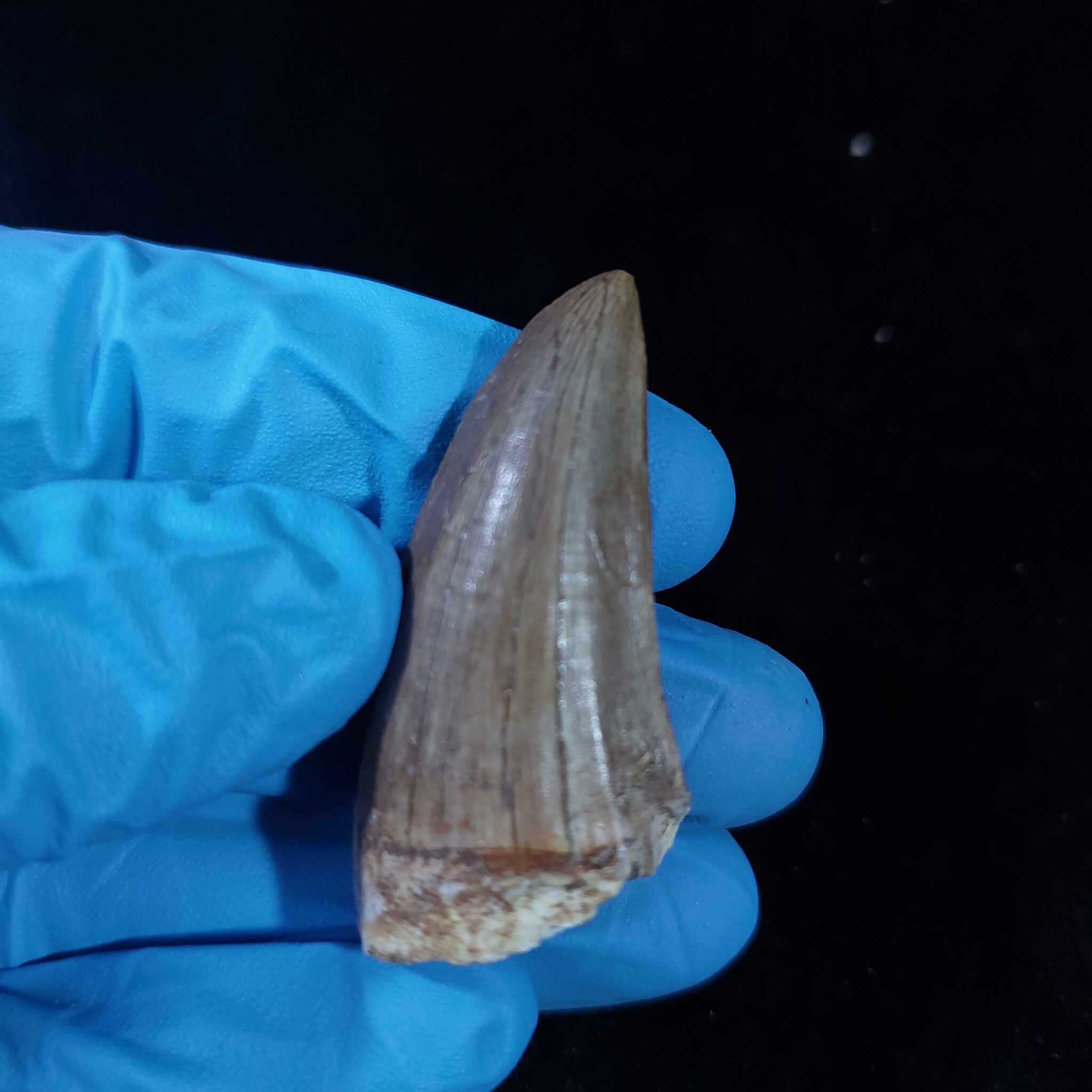 2" Great Tylosaur Tooth rare Fossils Dinosaur Cretaceous | FossilPaleo