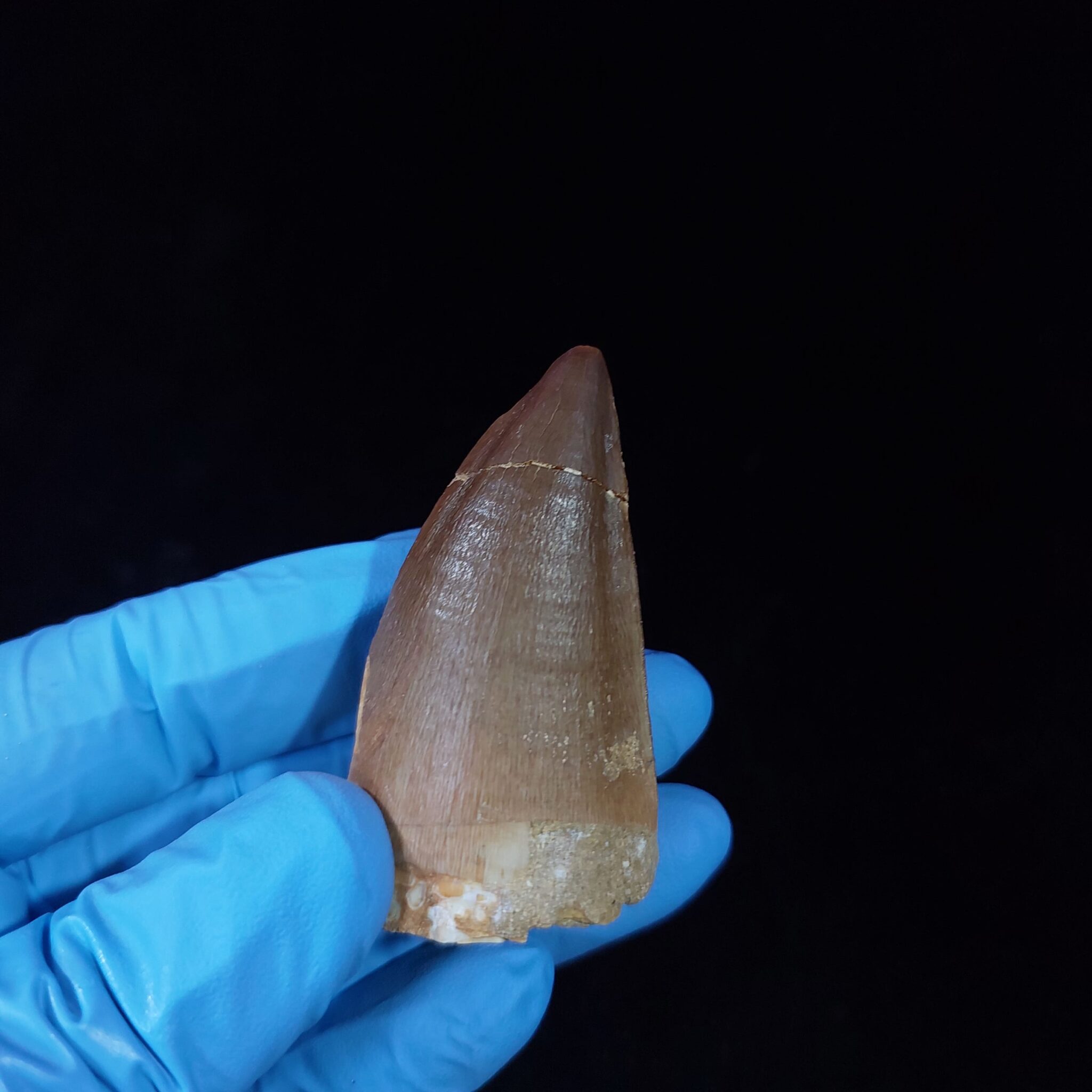 Moroccan Devonian Trilobite Fossil – Natural Matrix | FossilPaleo