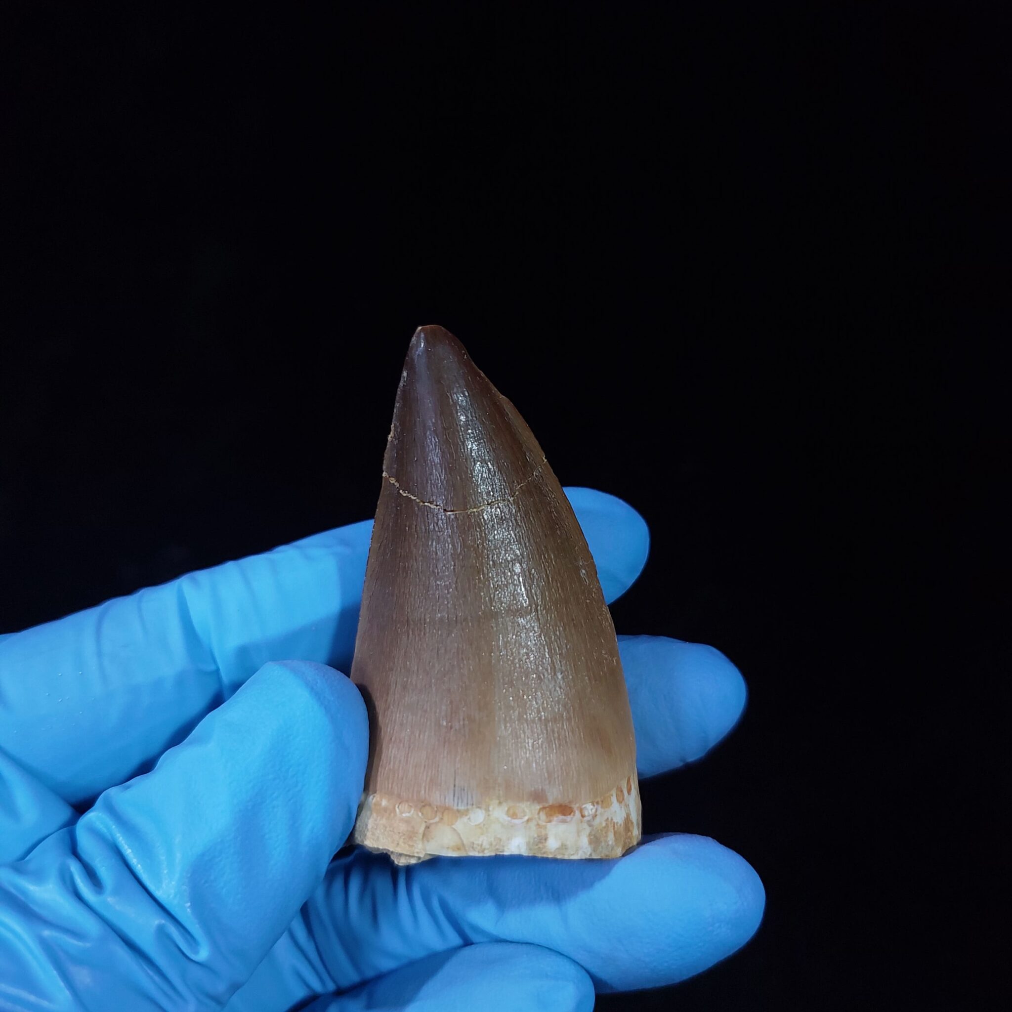 2.3" Nice Mosasaur Prognathodon Tooth Authentic Fossils Museum ...