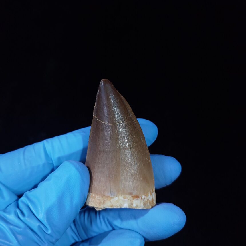 2.3" Nice Mosasaur Prognathodon Tooth Authentic Fossils Museum ...