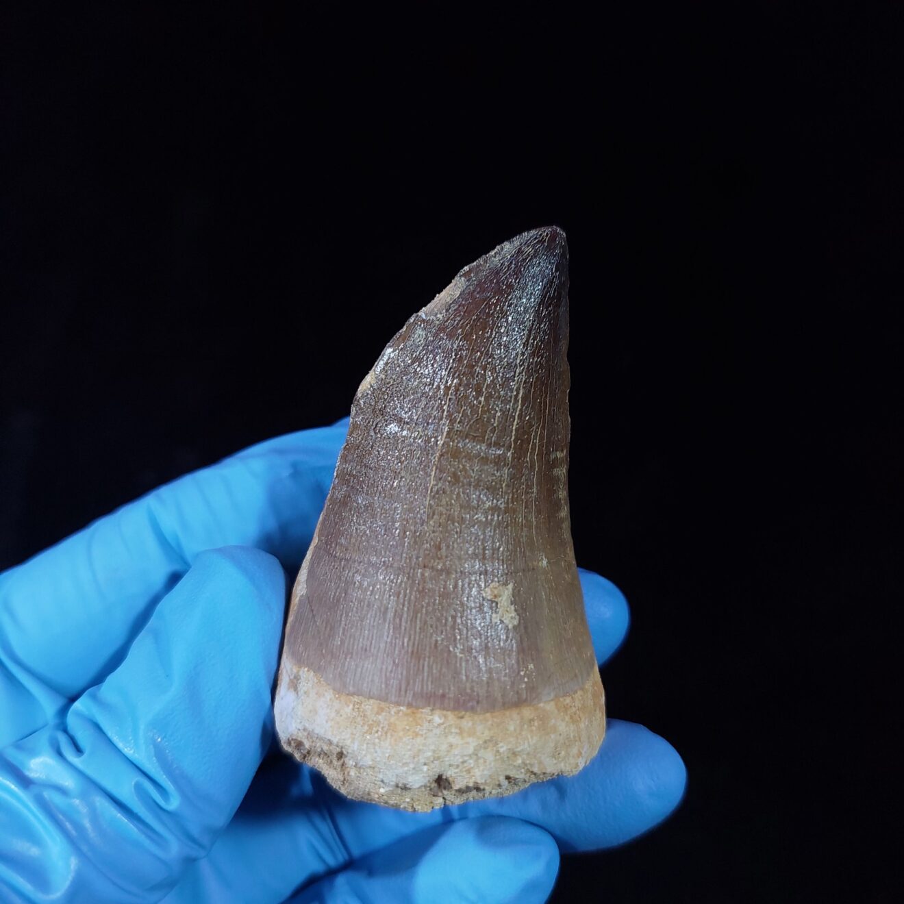 1.9" Deformed Mosasaur Tooth Prognathodon Fossils for sale | FossilPaleo
