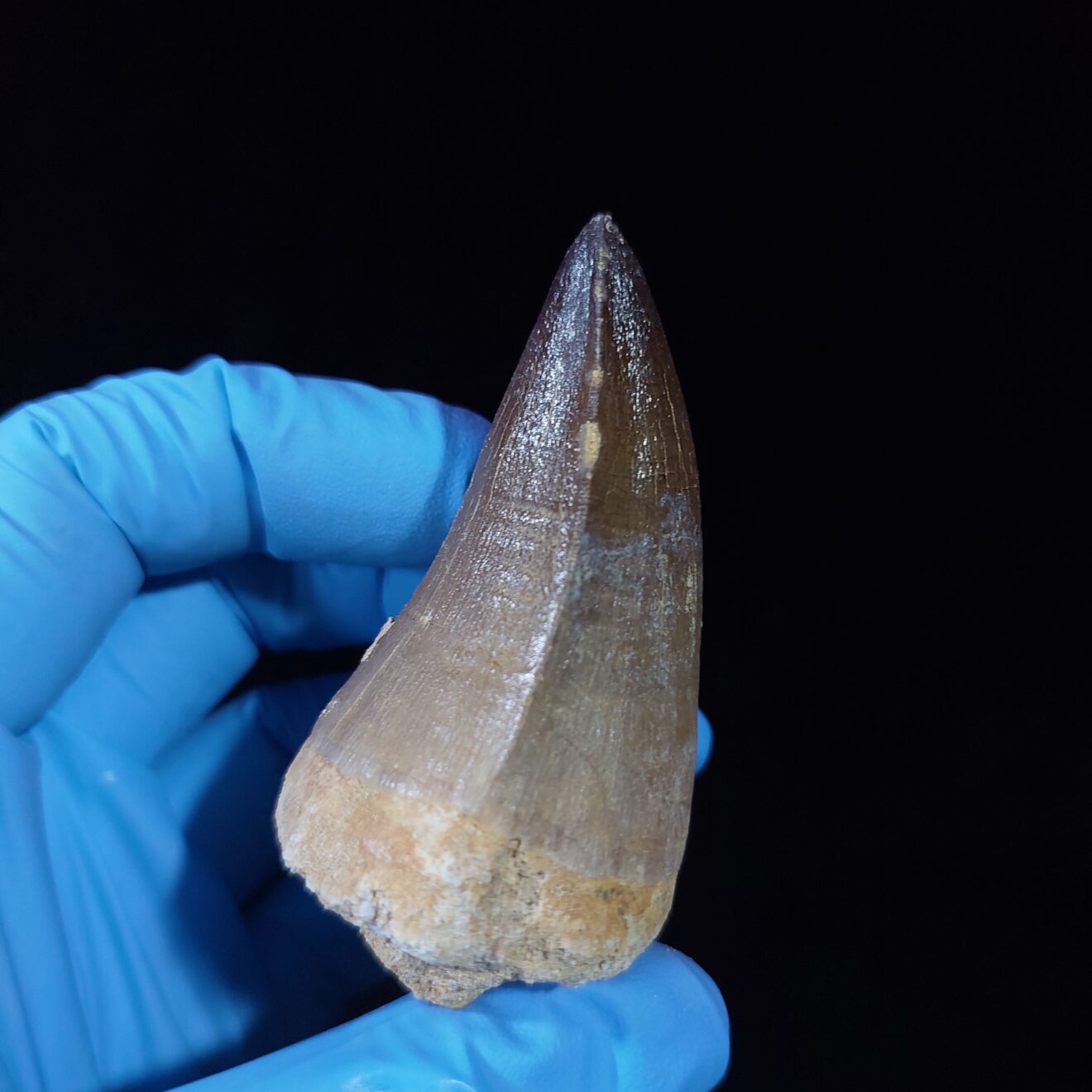 Incredible Baby Mosasaur Skull paleontology fossils jurassic world ...