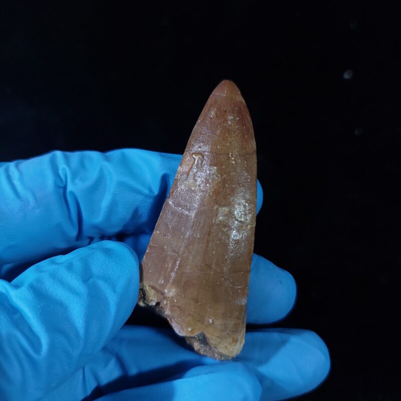 2.1" Incredible Tylosaurus Tooth Rare Mosasaurus Fossil Dinosaur ...