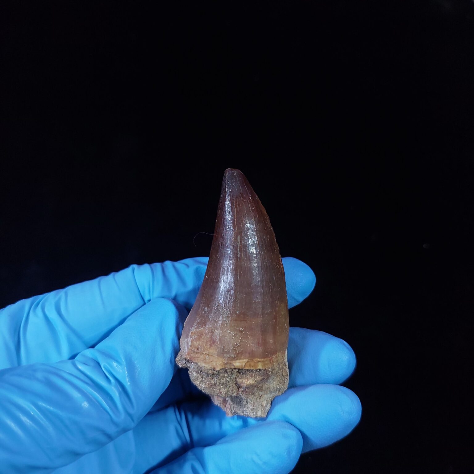 2.4" Genuine Mosasaurus tooth specimen Dino Fossil | FossilPaleo