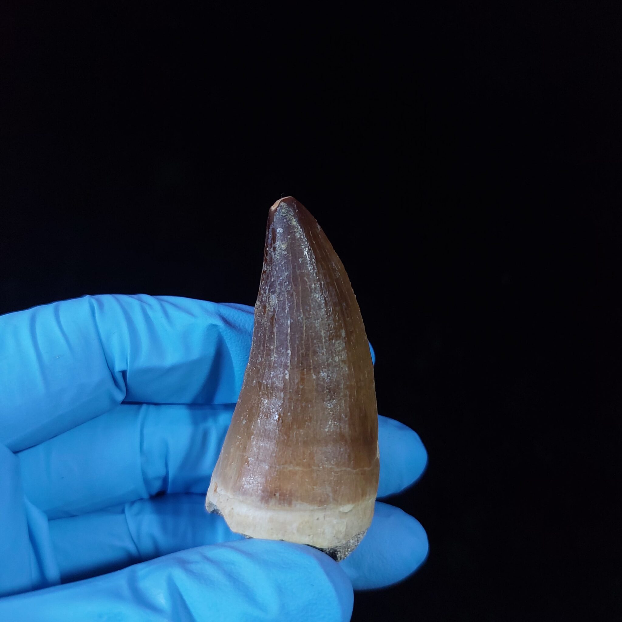 1.9" Authentic Mosasaurus tooth Paleontology Fossilized