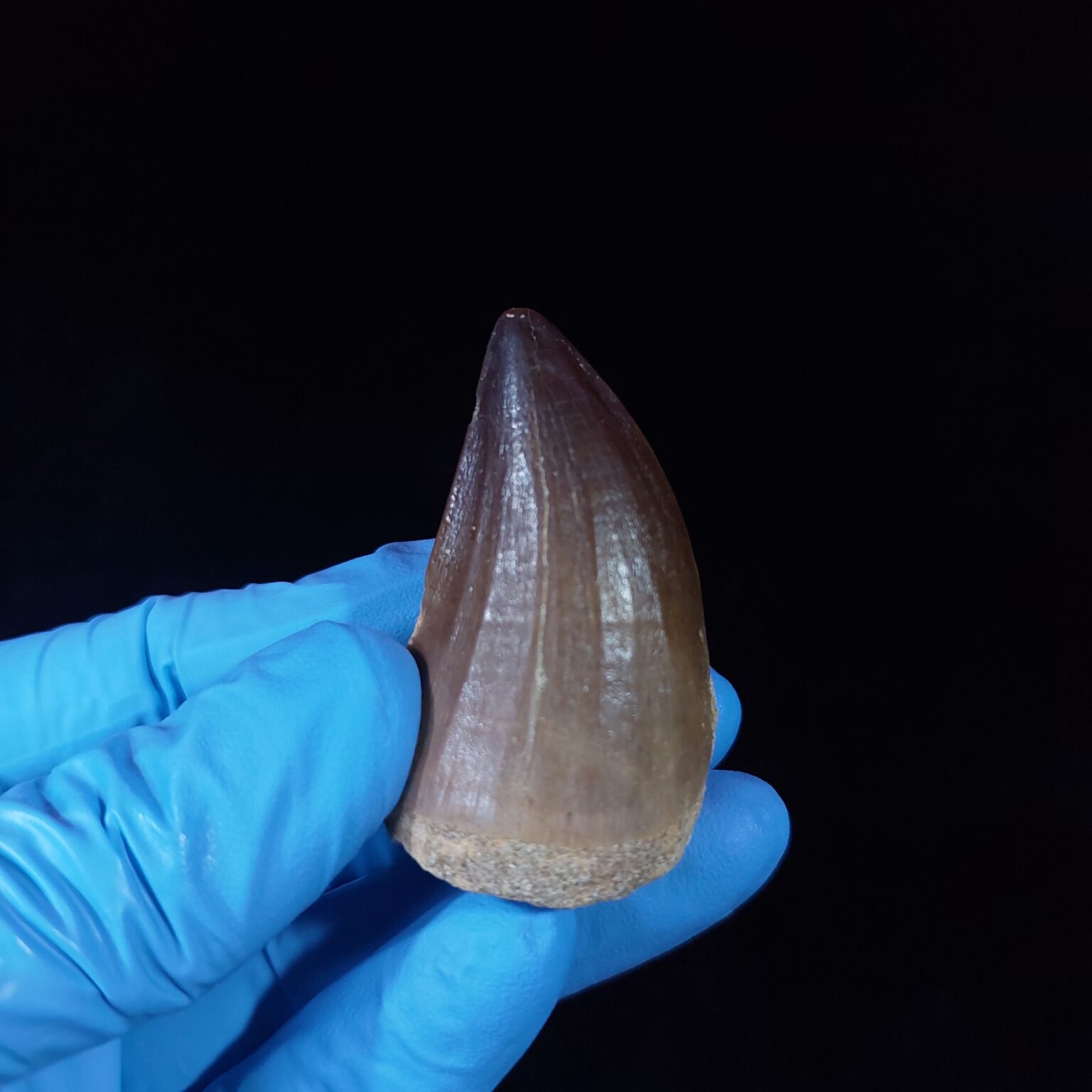 2.2" Specimen Fossil Mosasaur tooth reptile fossil dinosaur