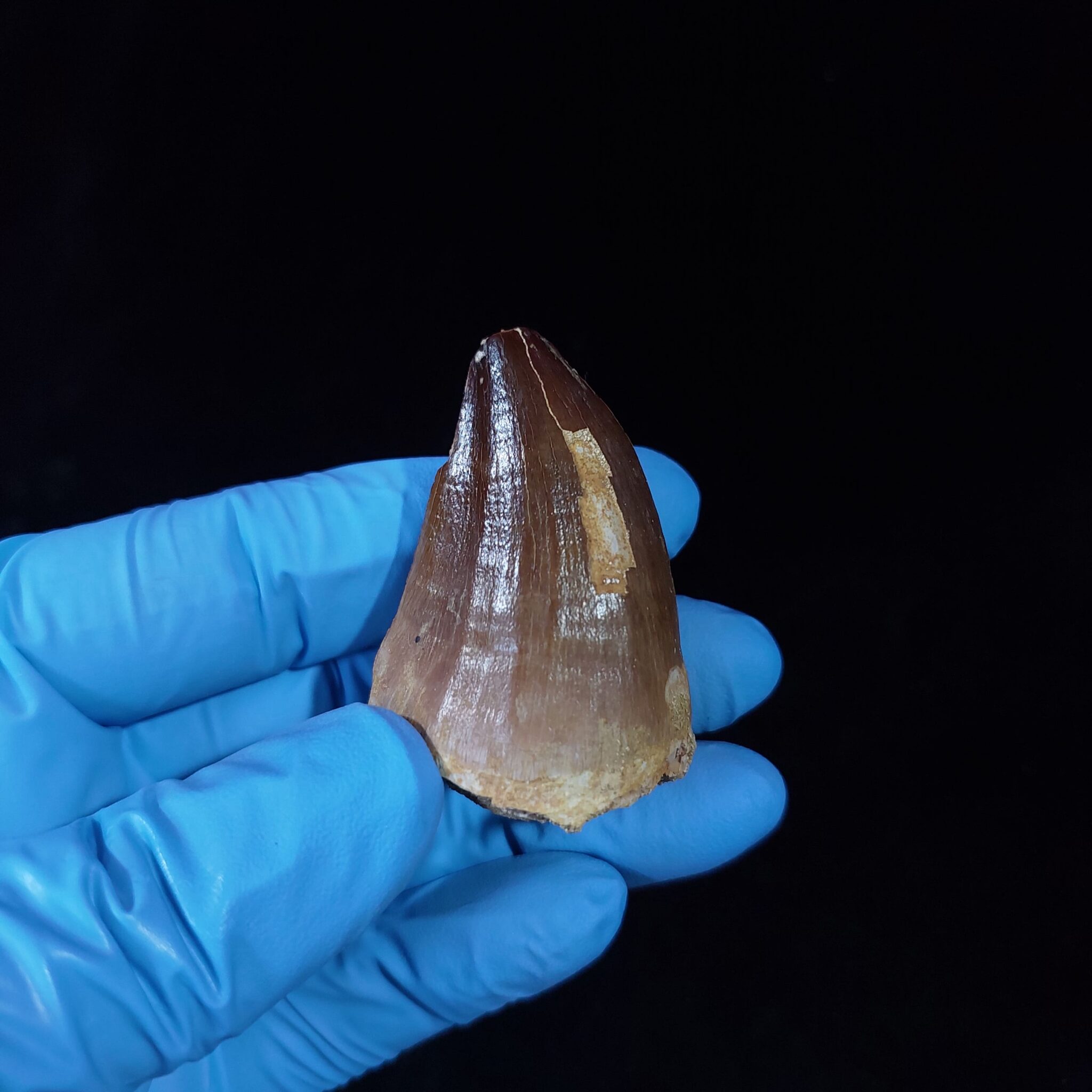 Bulk Fossil HUGE Mosasaur Teeth 2-2.4 inch BEST OFFER | FossilPaleo