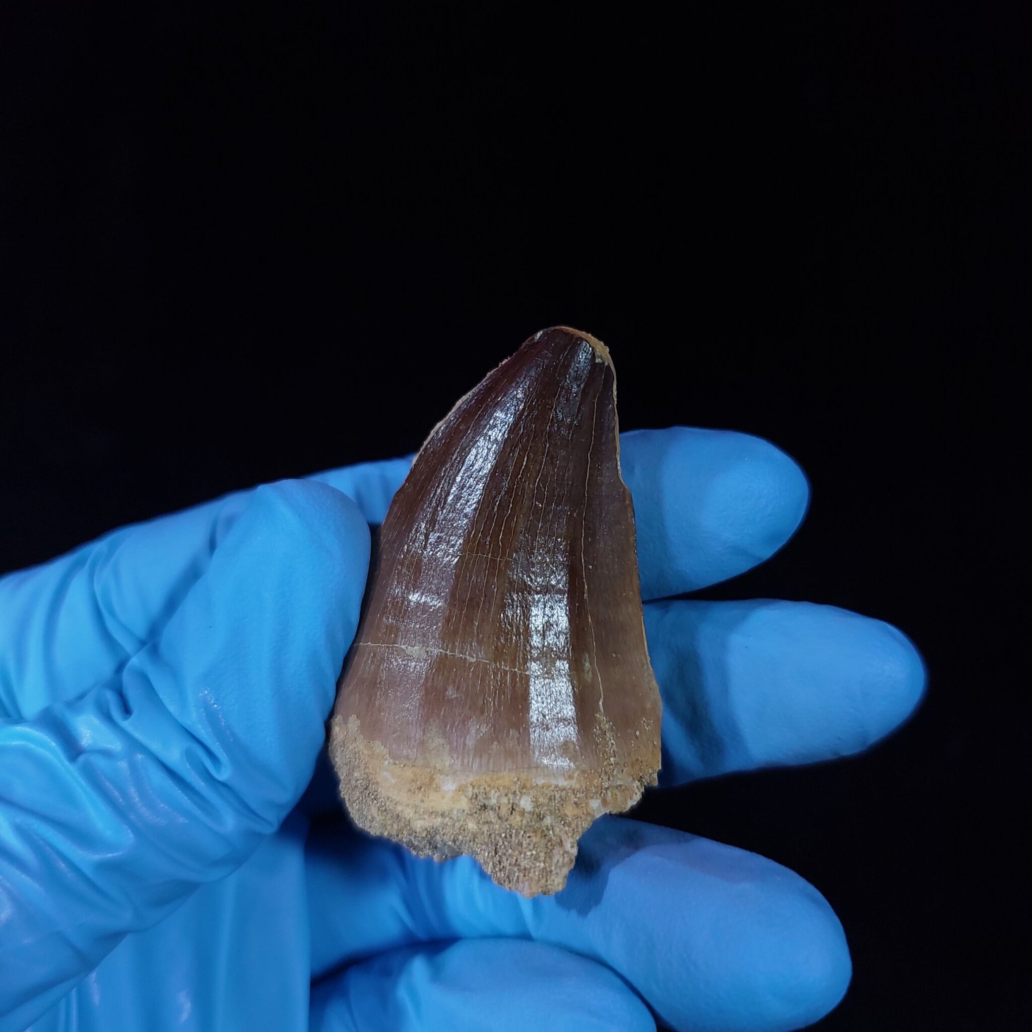 2.8" Top Rare Otodus Obliquus tooth original fossil Megalodon | FossilPaleo
