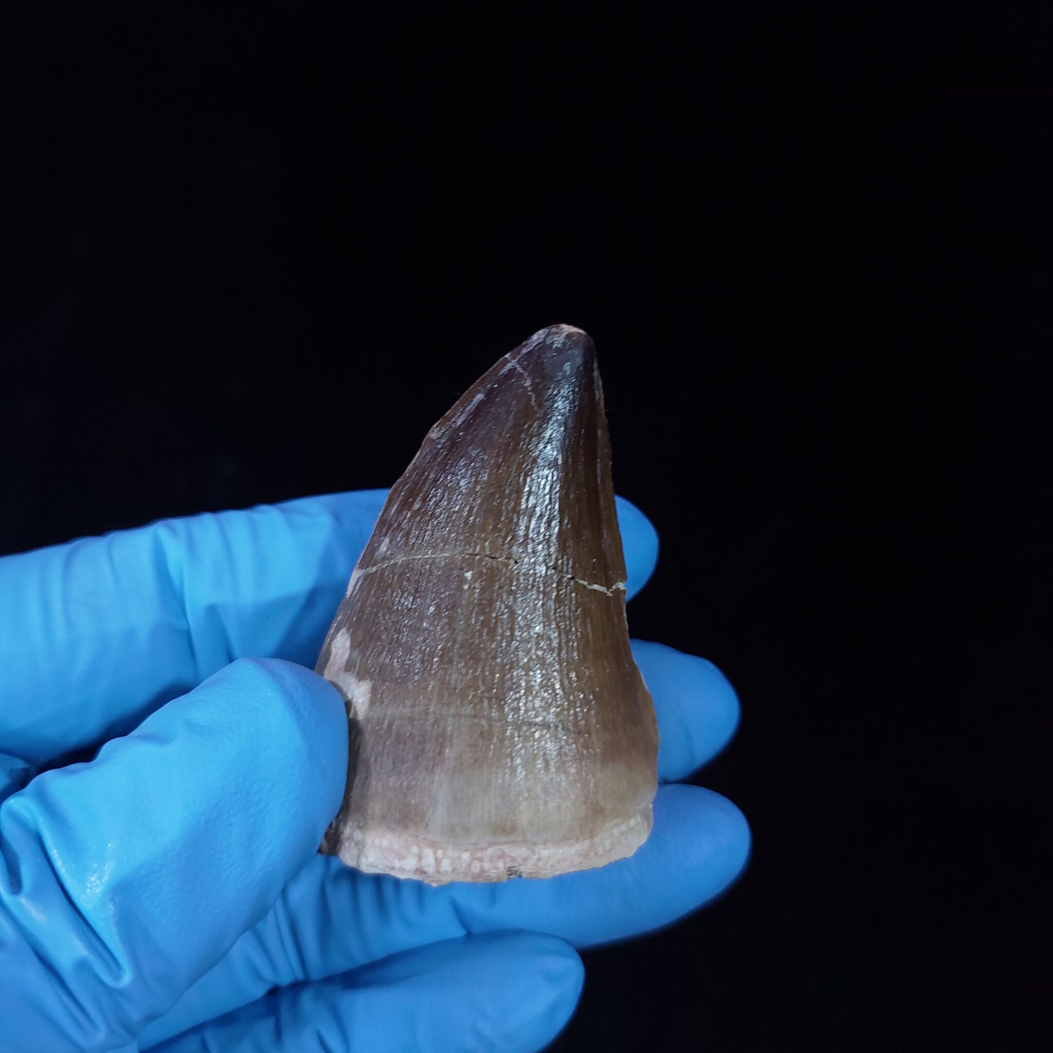 Monster Mosasaur Skeleton museum Quality Fossils Paleontology | FossilPaleo