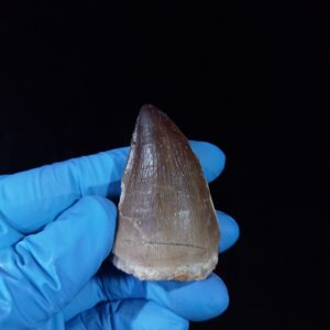 Incredible Baby Mosasaur Skull paleontology fossils jurassic world ...