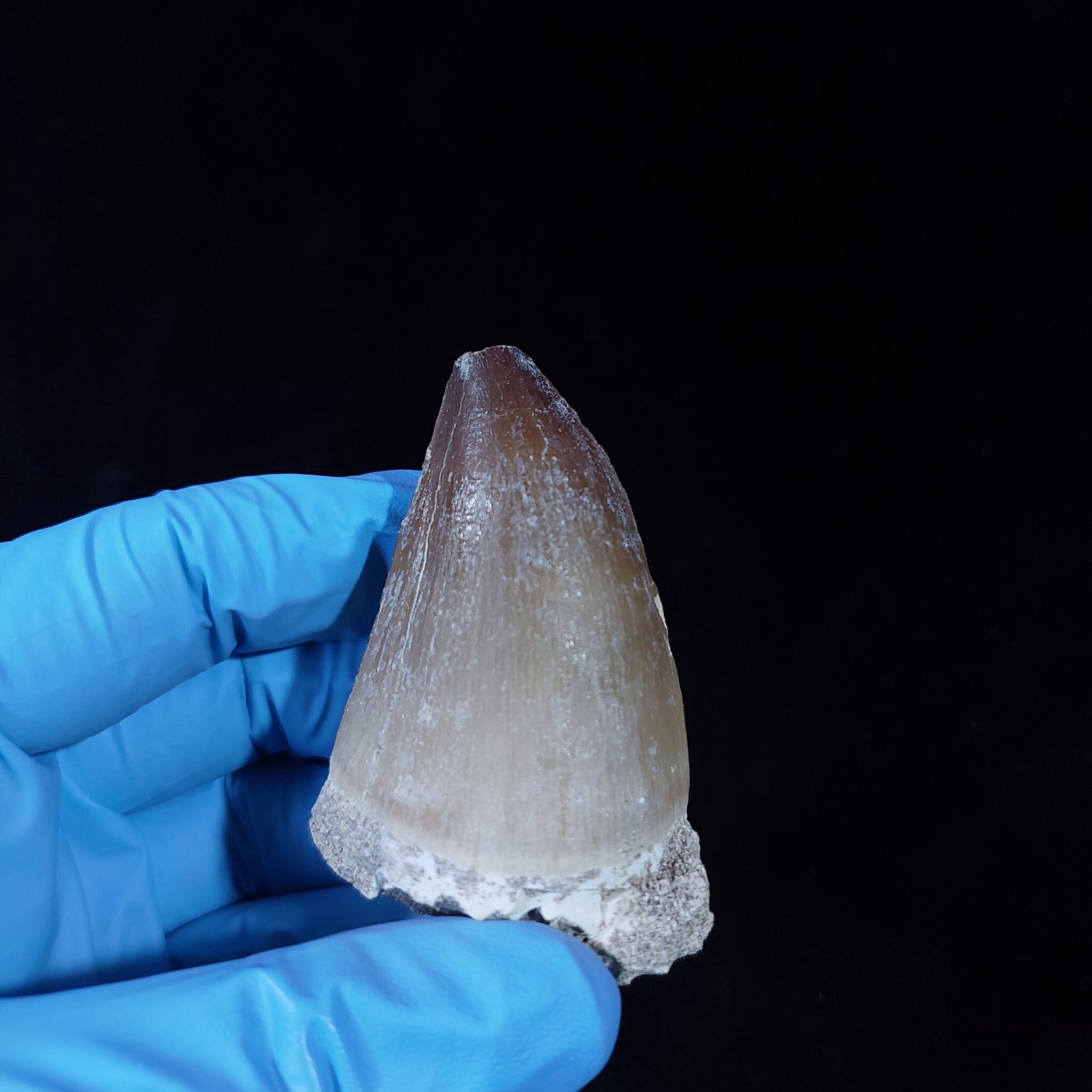 Monster Mosasaur Skeleton museum Quality Fossils Paleontology | FossilPaleo