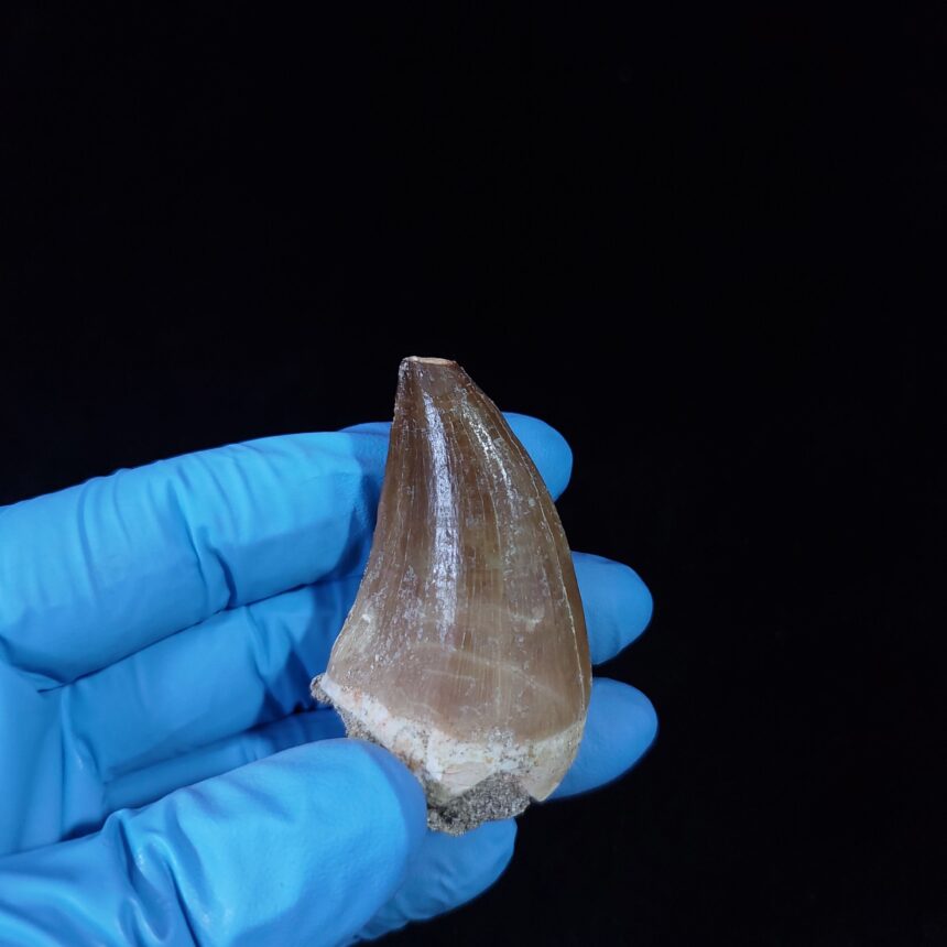 2.5" Huge Mosasaur Tooth Rare Fossil dinosaur Cretaceous | FossilPaleo