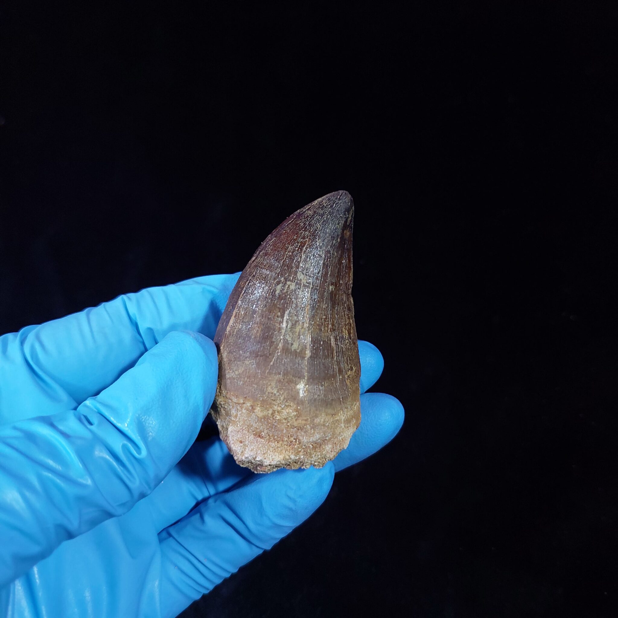 Museum Quality Mosasaurus Skull 47 inches Original Fossil | FossilPaleo