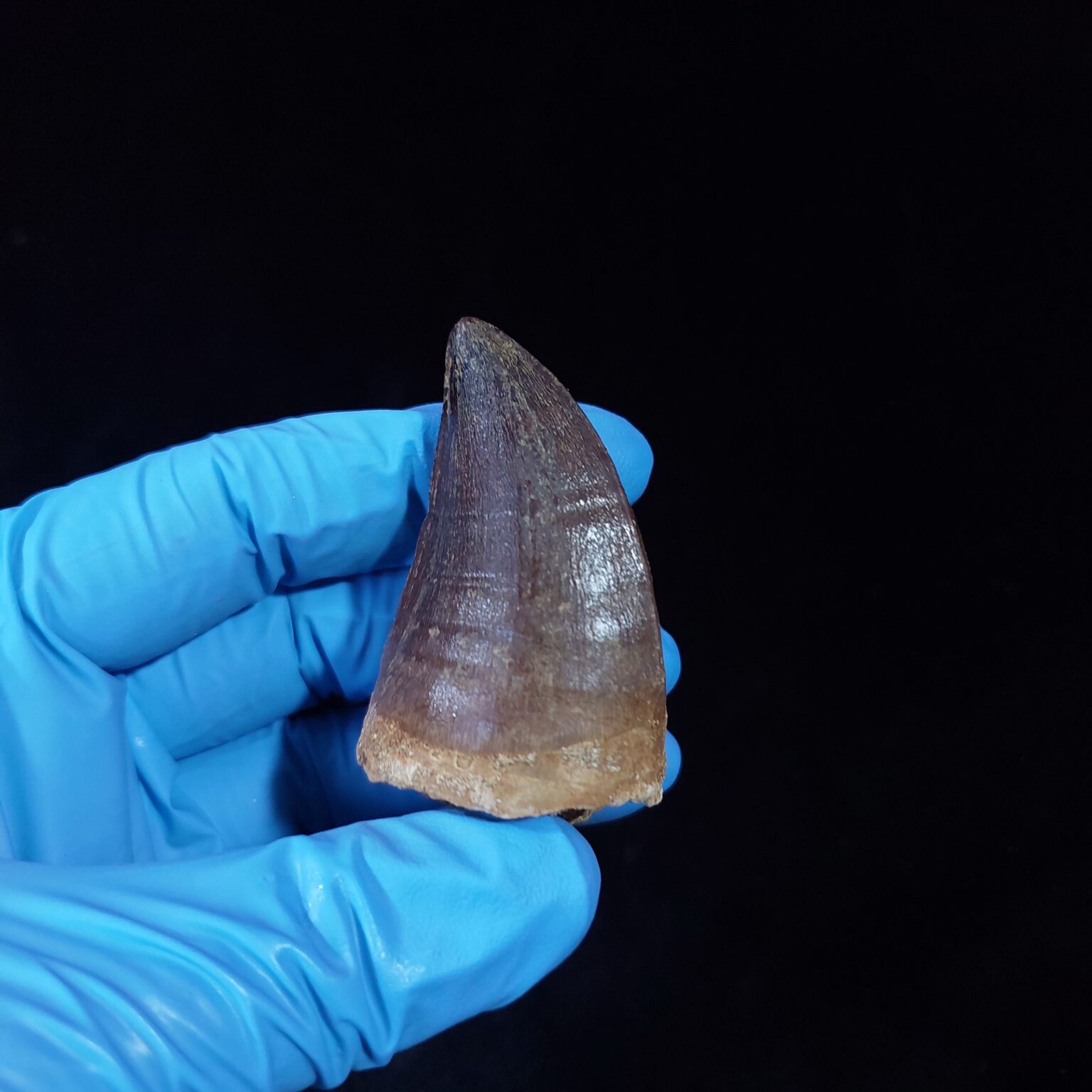 32" Huge Mosasaurus Skull Museum Fossils for sale Cretaceous | FossilPaleo