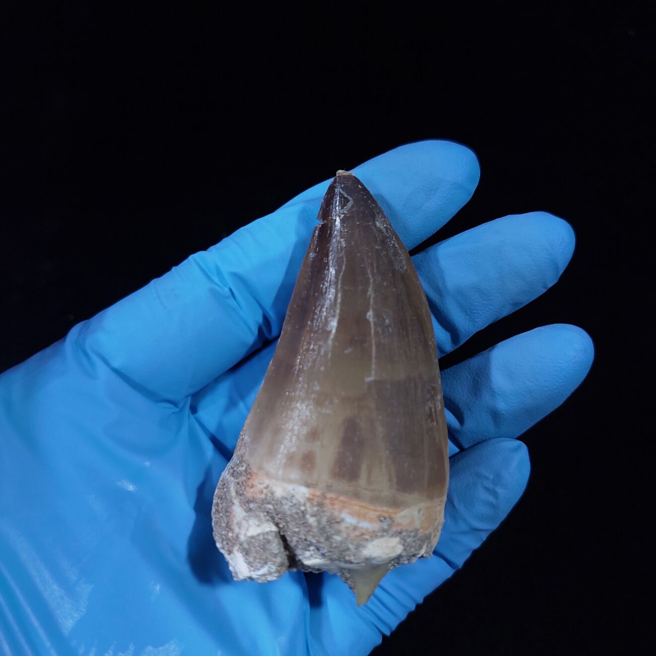 Rare Small Mosasaur Skeleton – 1.8m Museum-Grade Fossil | FossilPaleo