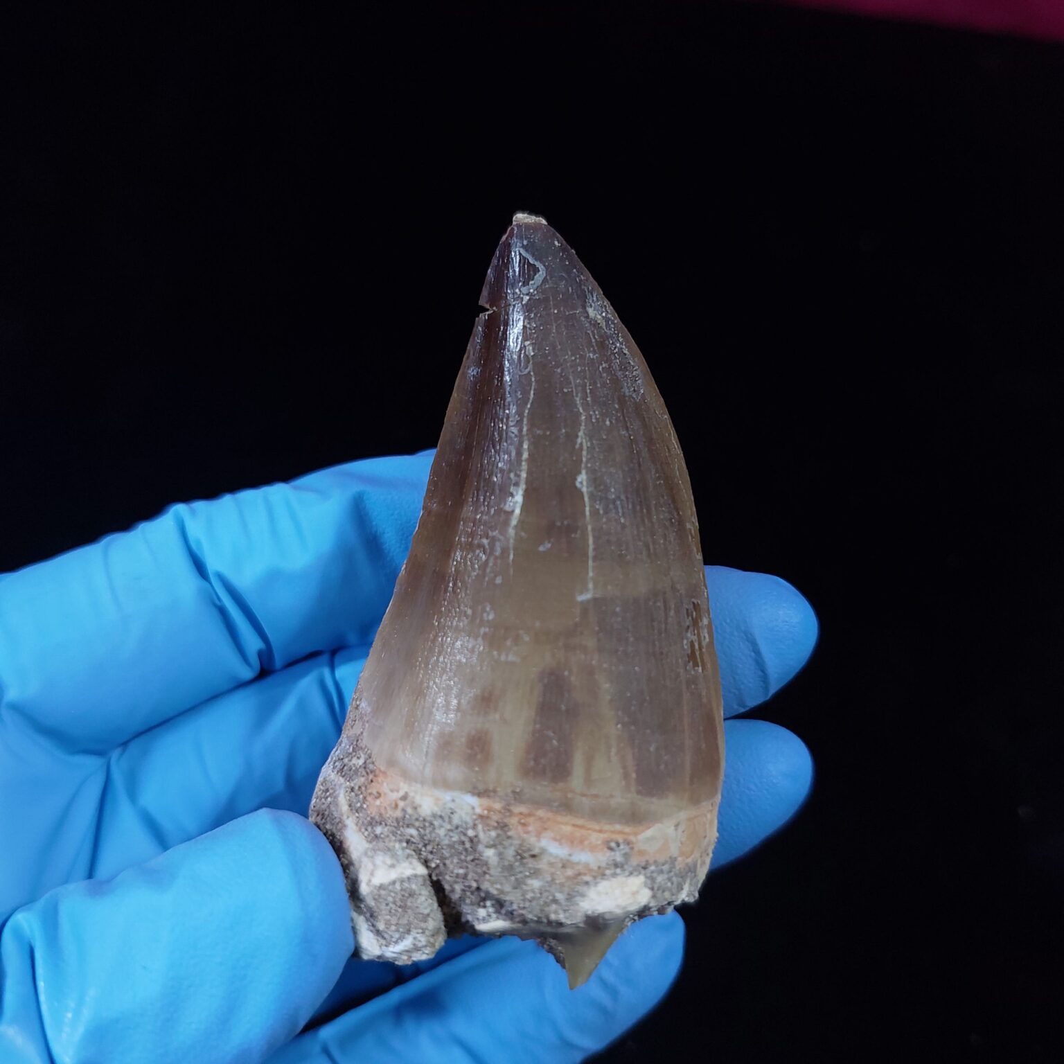 Monster Mosasaur Skeleton museum Quality Fossils Paleontology | FossilPaleo