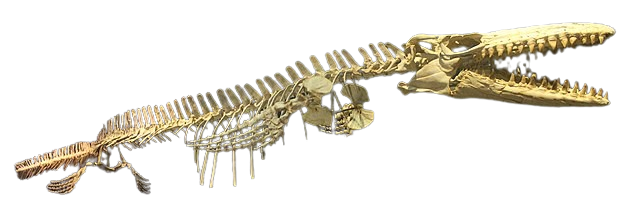 2.3" Specimen Mosasaurus tooth Rare Fossil Dinosaur Cretaceous ...