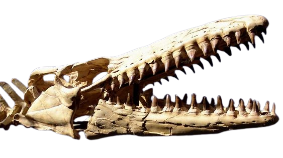 2.3" Specimen Mosasaurus tooth Rare Fossil Dinosaur Cretaceous ...