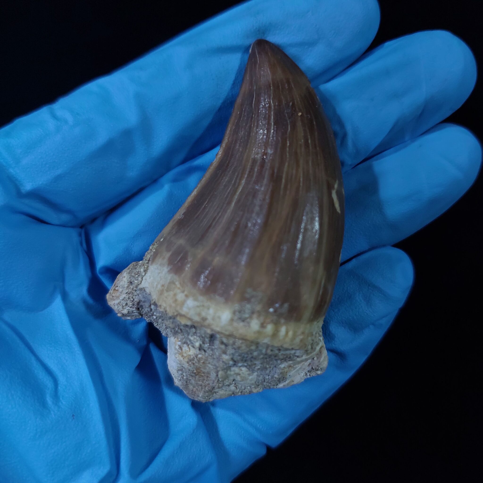 2.2" Incredible Mosasaurus Tooth Fossilized skull Dinosaur | FossilPaleo