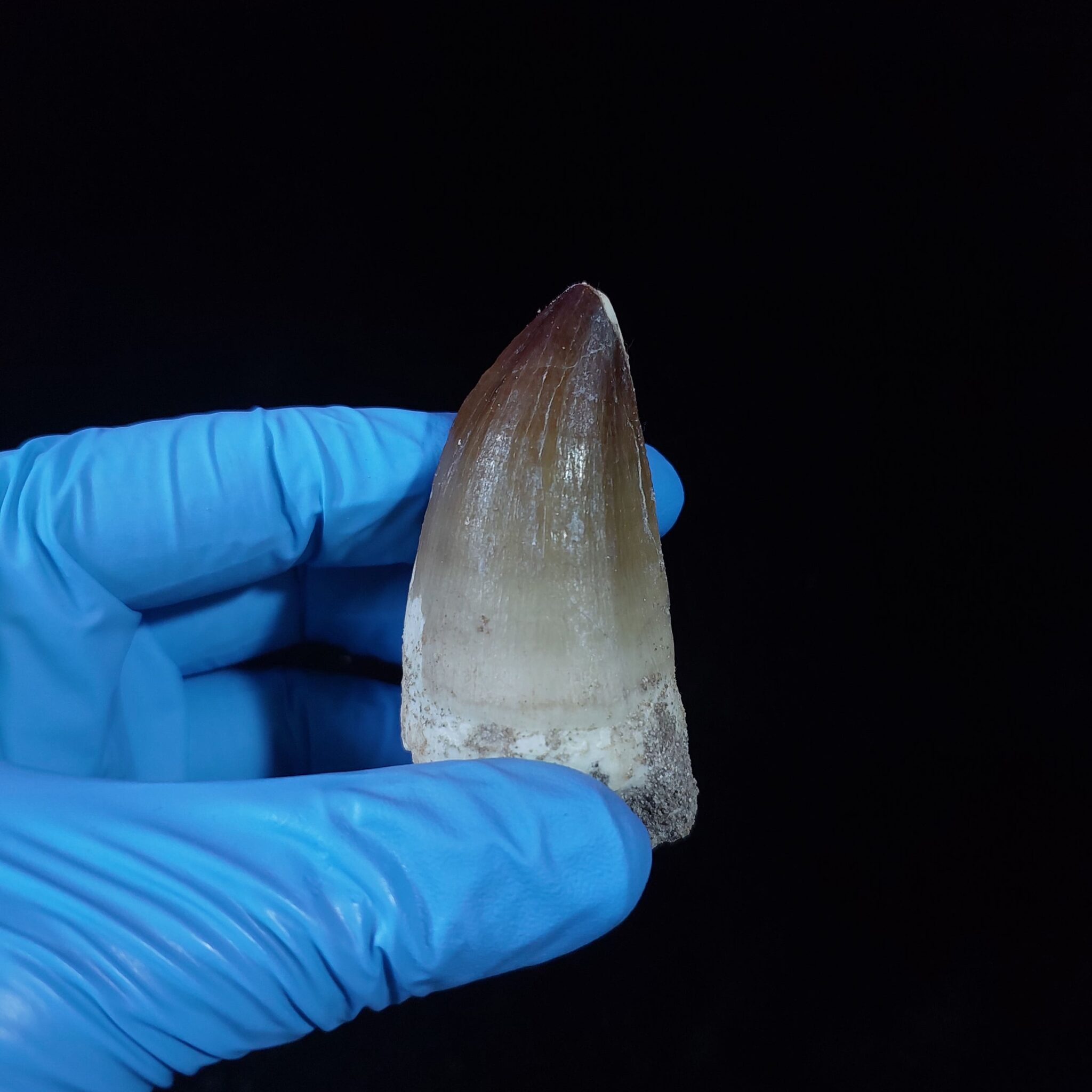 2.7" Huge Mosasaurus Tooth Rare Fossil Prognathodon Skull | FossilPaleo