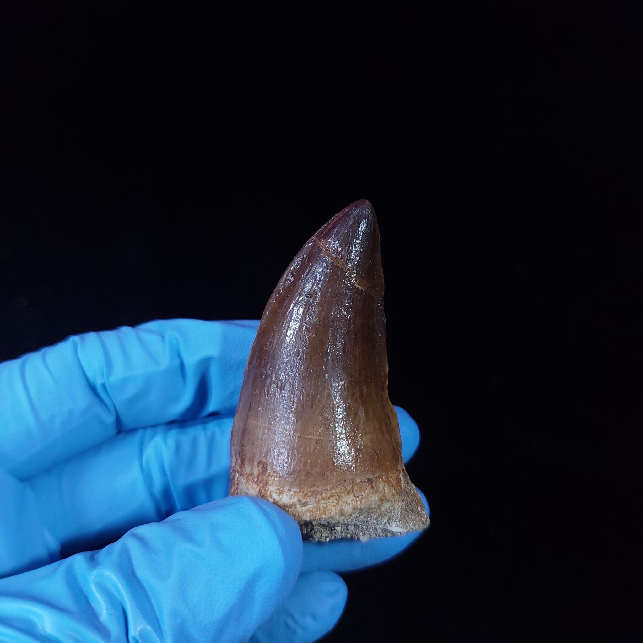 2" Unique Mosasaurus Tooth Specimen for Sale Authentic Fossil | FossilPaleo