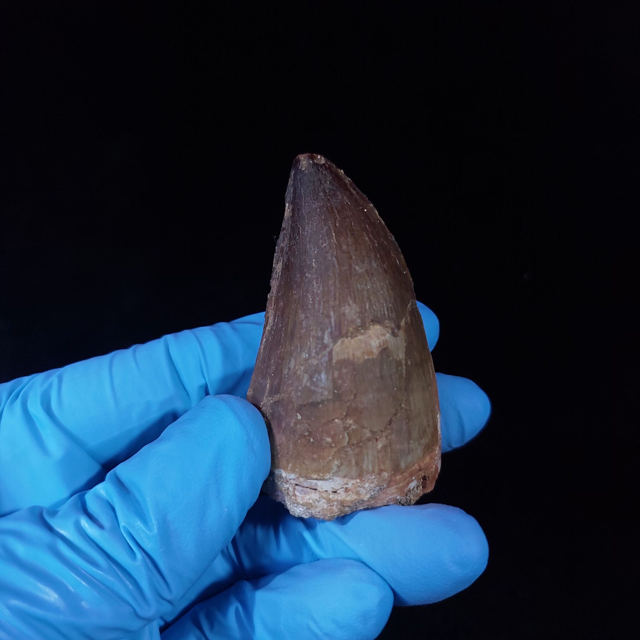 2.1" Original Mosasaur tooth Rare fossil Dinosaur Paleo | FossilPaleo